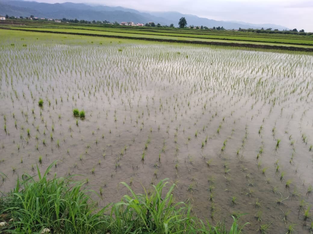 Another Story of Cycling: Finally The Rain & The Rice Planting Season