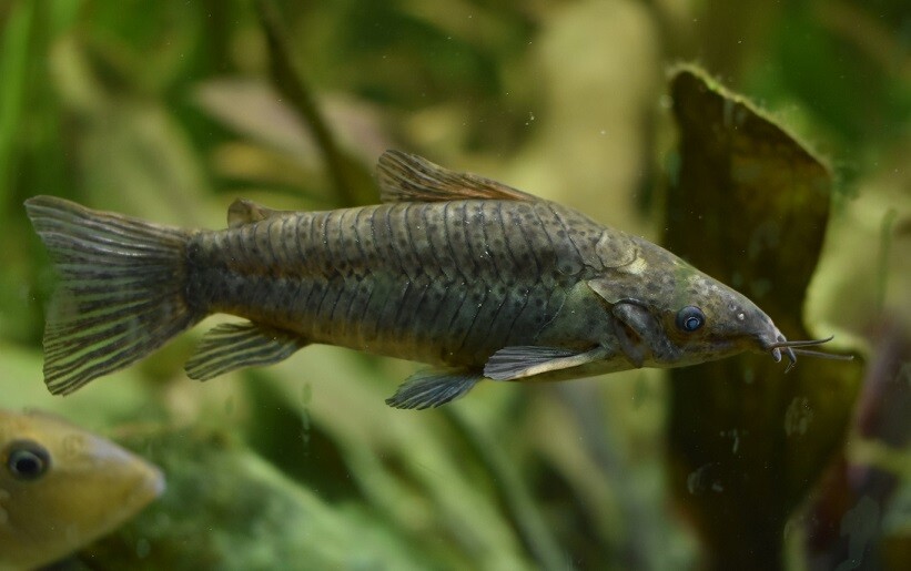 Prehistoric armor-plated fish of Amazonia