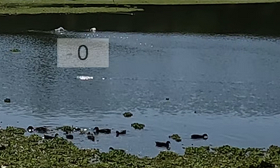 Anhinga - the Submarine Duck