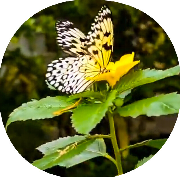 Filipino Myths:About Butterfly