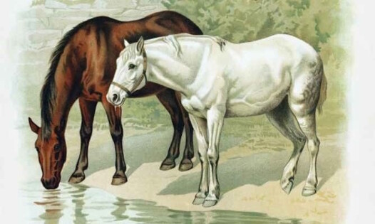 A caballo regalado no se le ve el colmillo / You can't see the tusk of ...