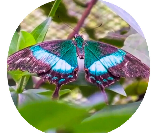 Filipino Myths:About Butterfly