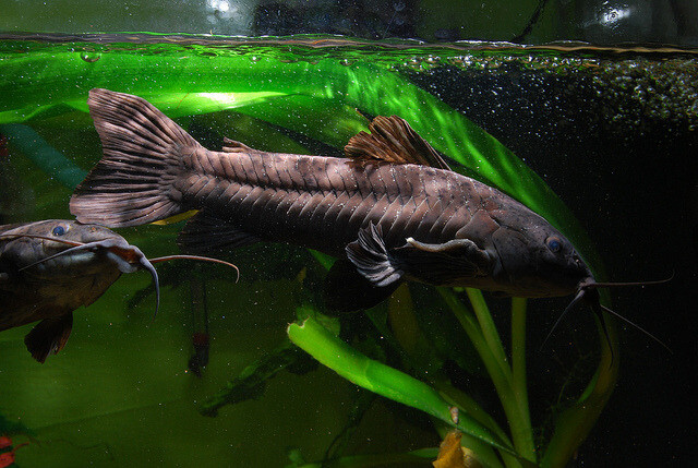 Prehistoric armor-plated fish of Amazonia