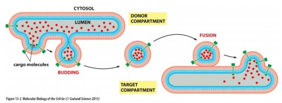 Transporting Stuff in Cell: Vesicles