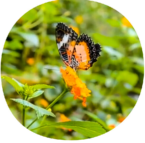 Filipino Myths:About Butterfly
