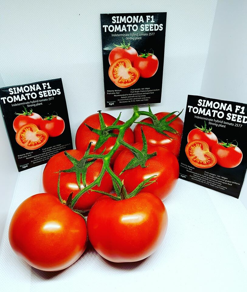 SIMONA F1 TOMATO VARIETY, Why any commercial tomato farmer should adopt ...