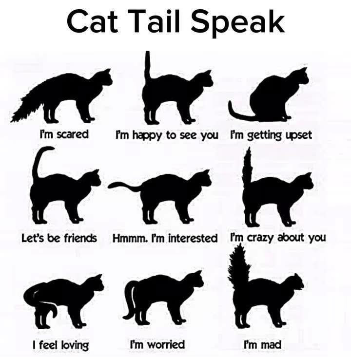 Cat Tail Speak: 9 Ways Cats Use Their Tails to Talk to Us