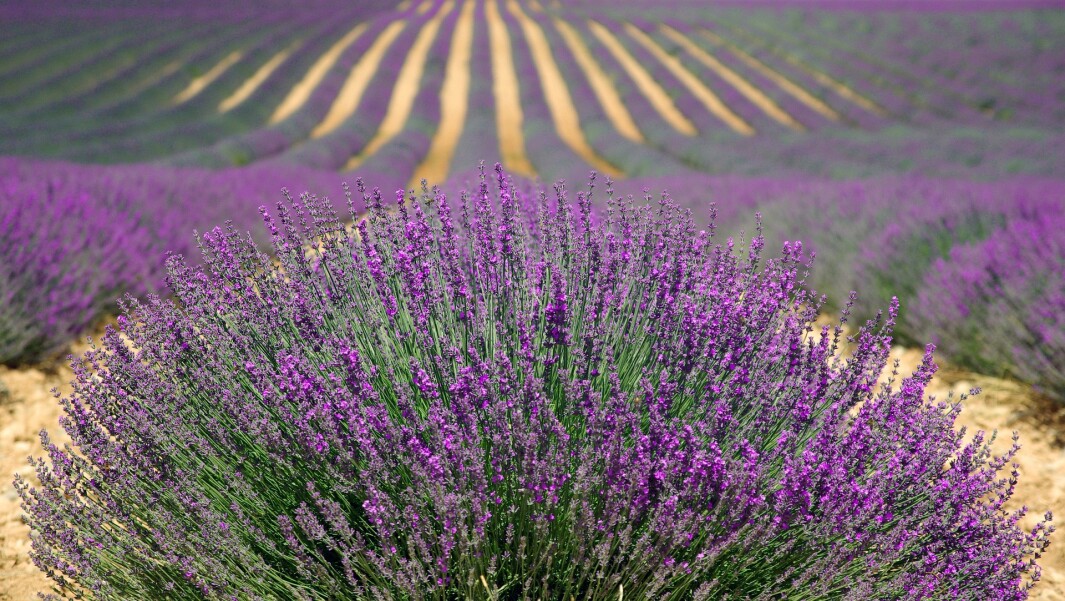 THE HEALING PROPERTIES OF LAVENDER (Lavandula spica)