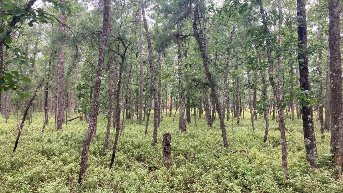 Hiking At Wharton State Forest