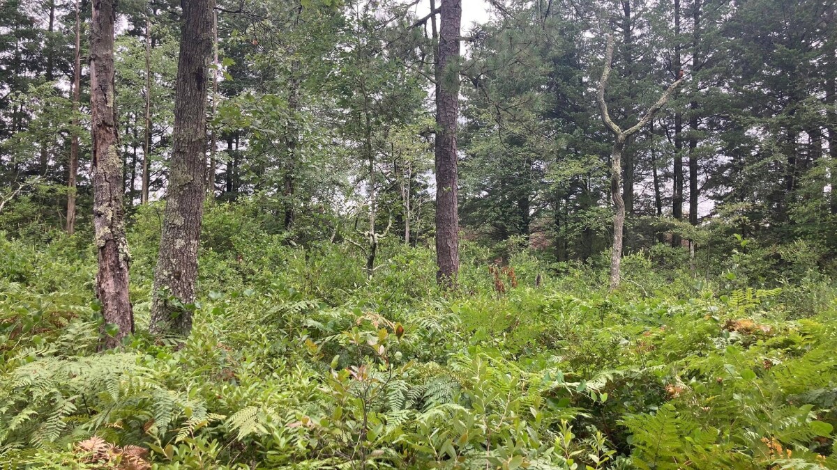 Hiking At Wharton State Forest