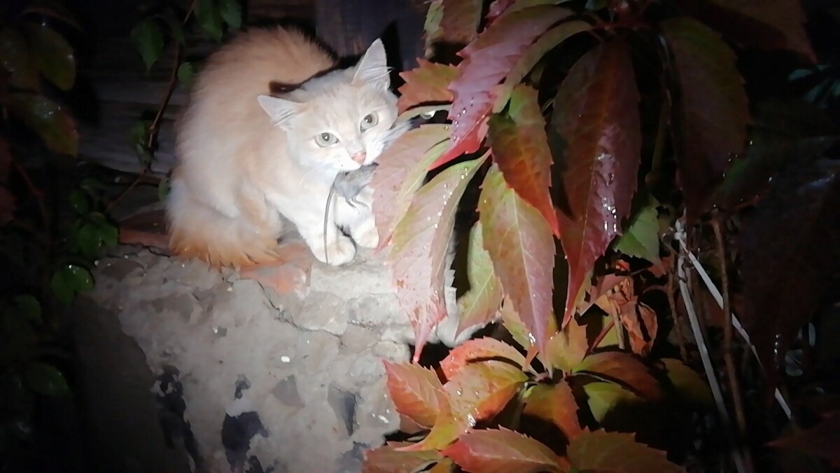 🐱 TOM Finally Caught JERRY 🐭