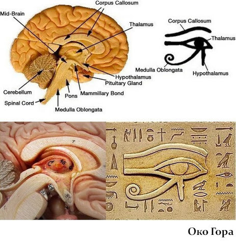 Image of God ~ Shape of Brain
