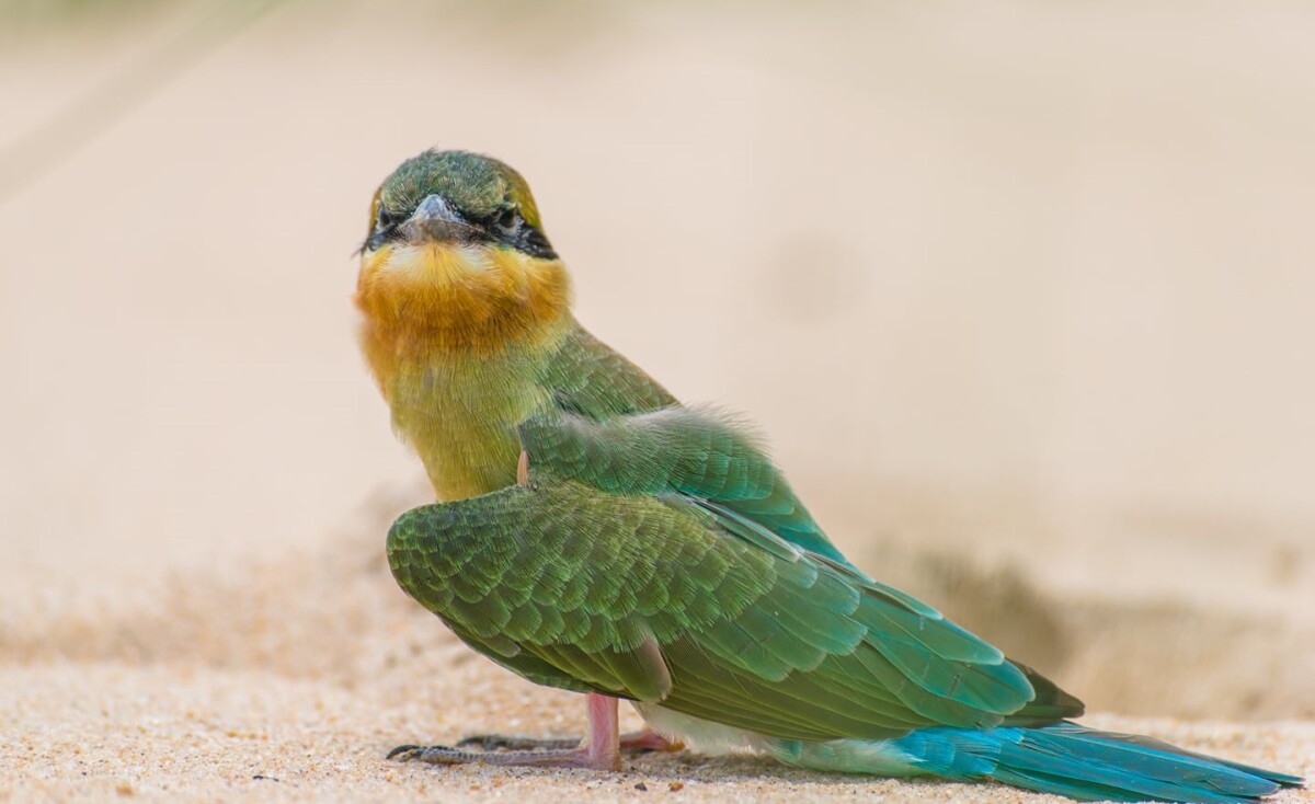 Birds are Flay and Hunting