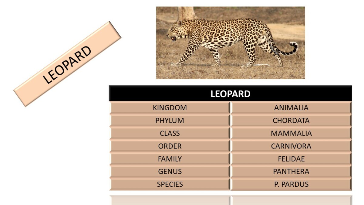 Leopards | Most Agile Big Cat