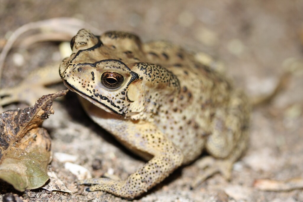 An Introduction to The Asian Common Toad