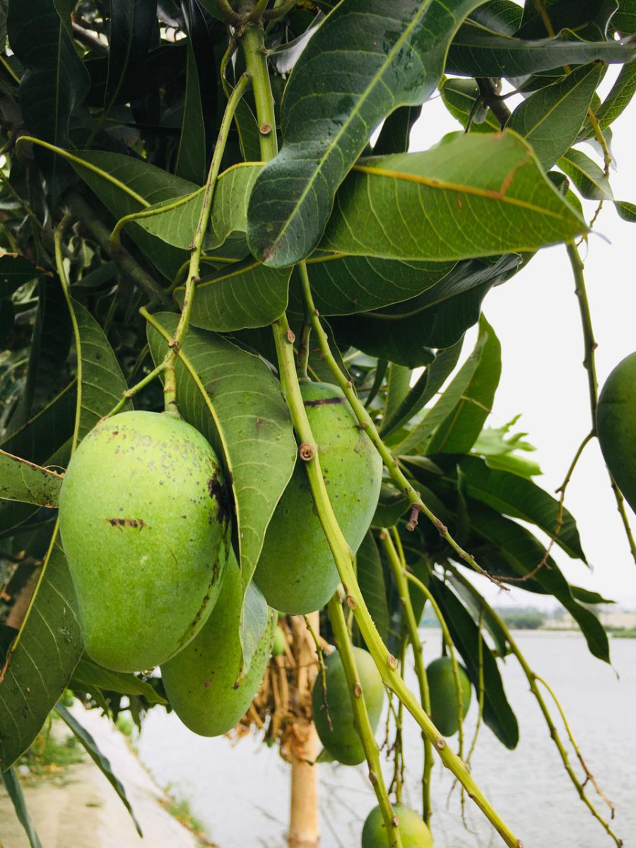 Visit to the Muhuri Project: One of Bangladesh's Most Captivating ...