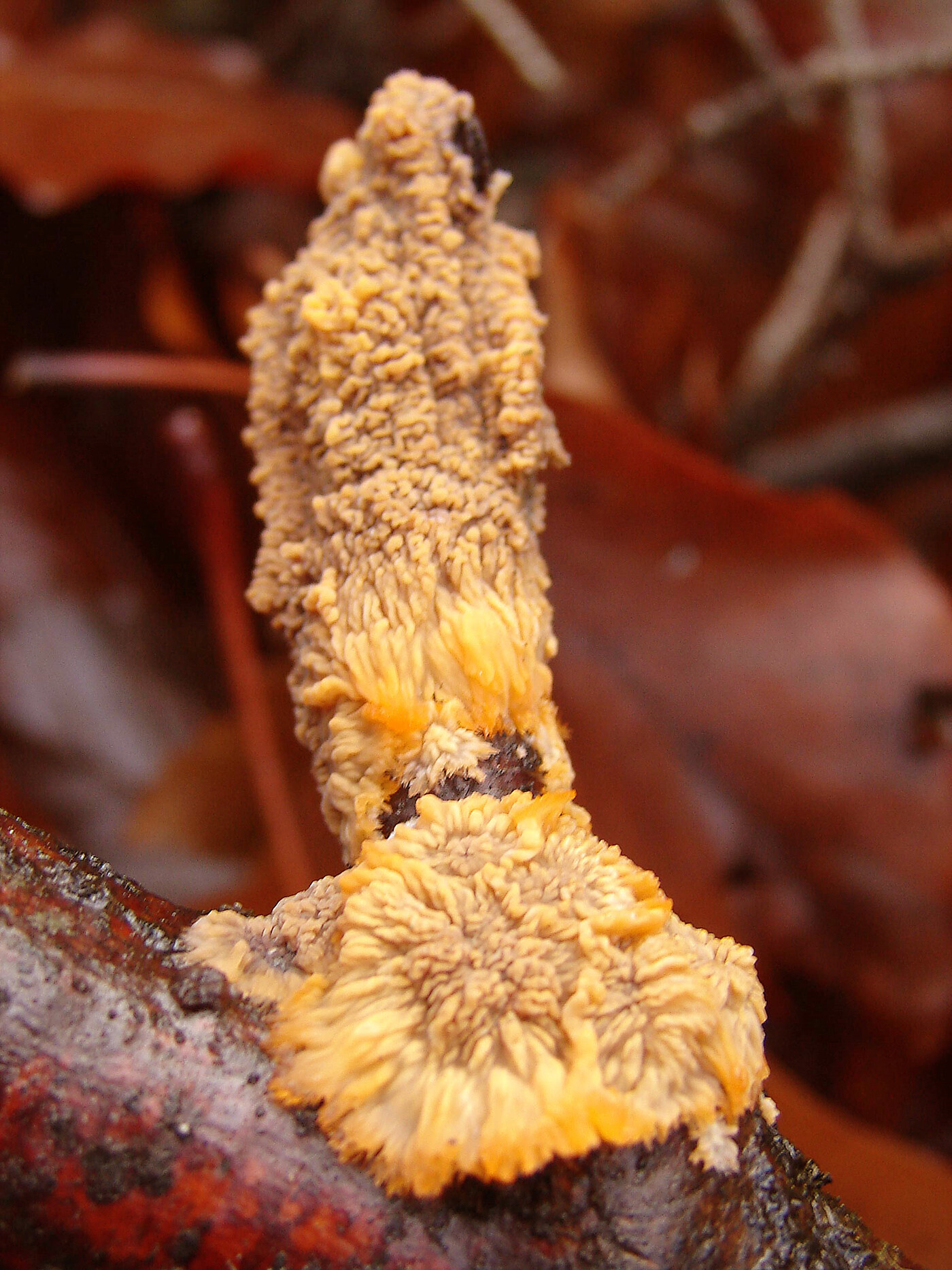 Mushrooms occurring in Europe (Krakau) - Phlebia radiata