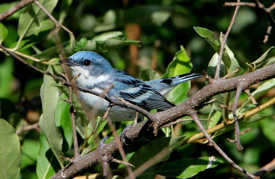 One of My Favorite Birds to Photograph, the Cerulean Warbler