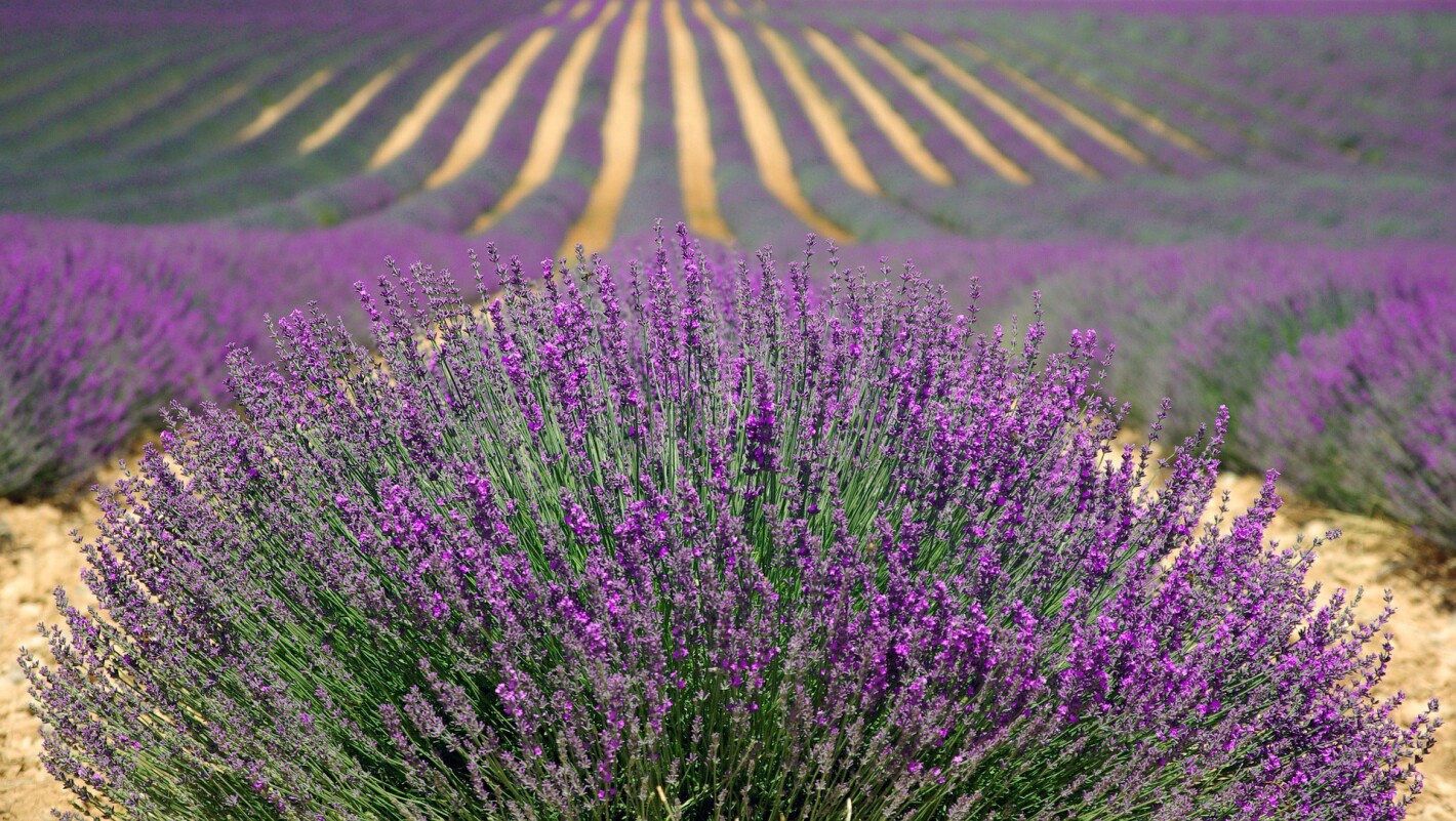 THE HEALING PROPERTIES OF LAVENDER (Lavandula spica)