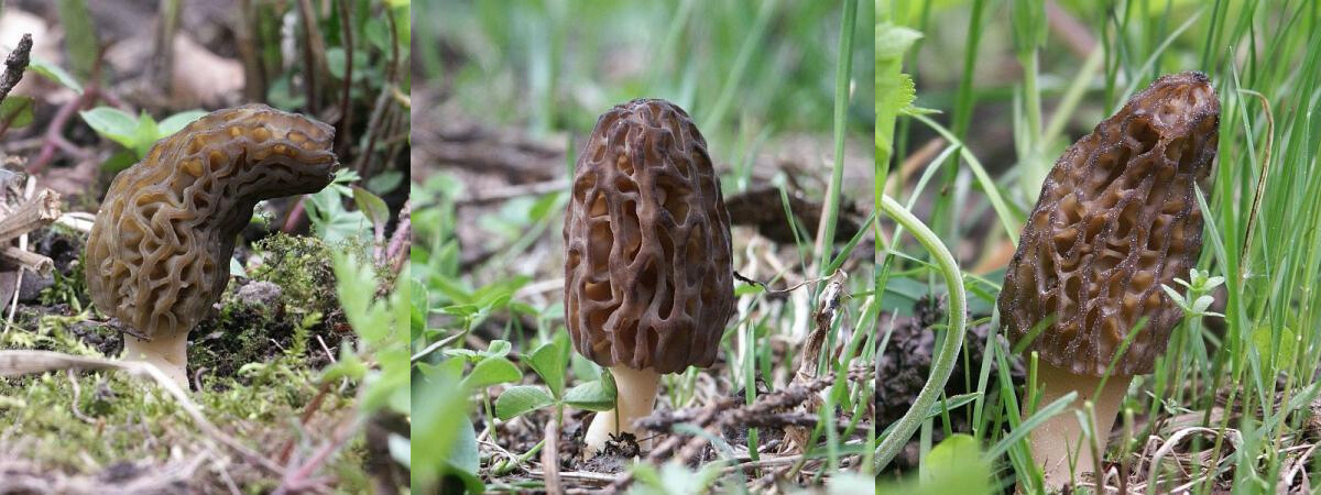 Mushrooms occurring in Europe - Morchella Conica