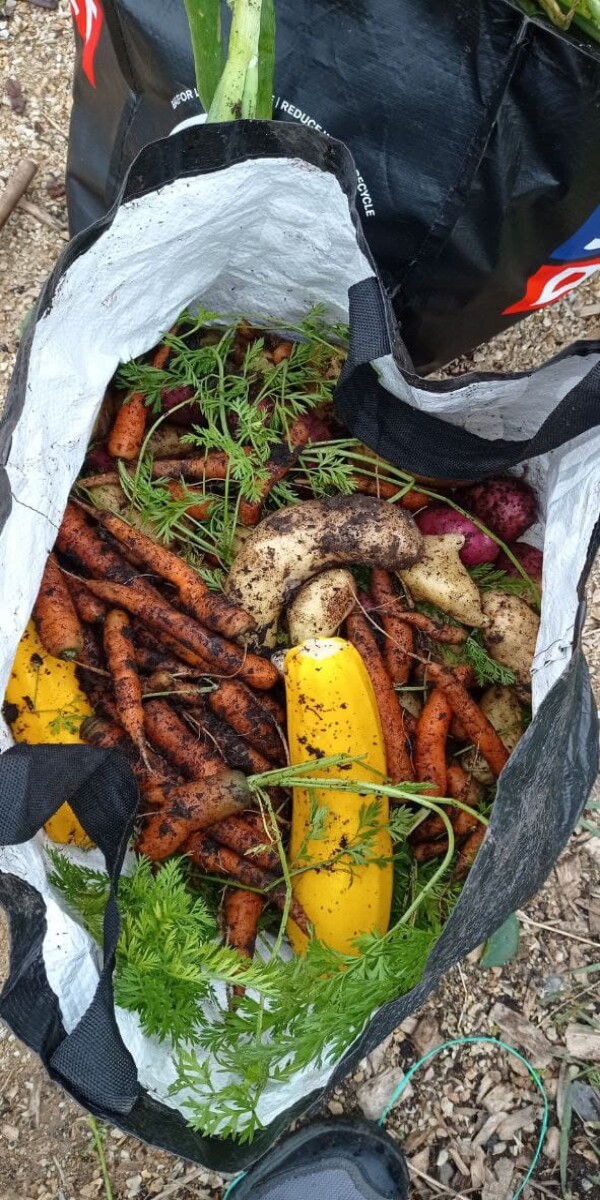 Our Vegetable Plots #28
