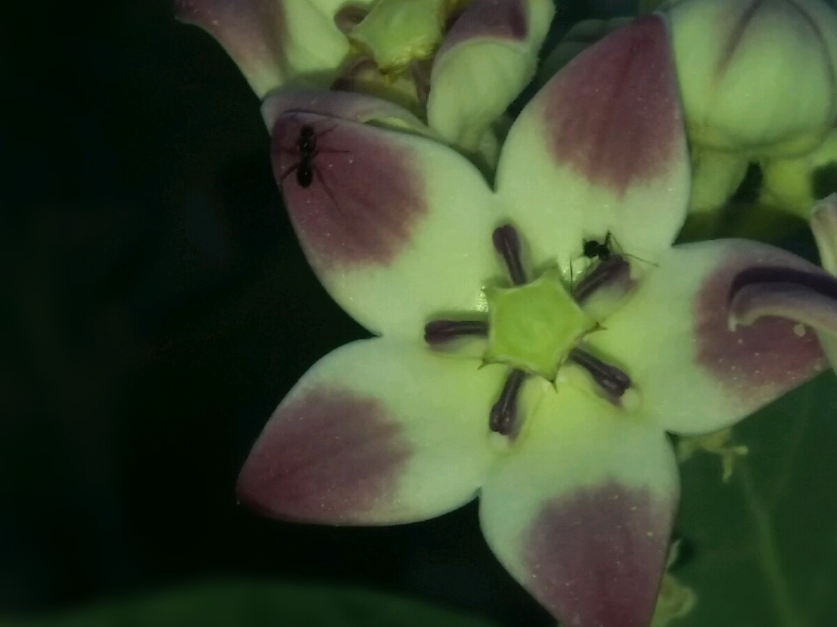 YEALOW and BLACK colour insects on the "Apon Pata" Flowers.
