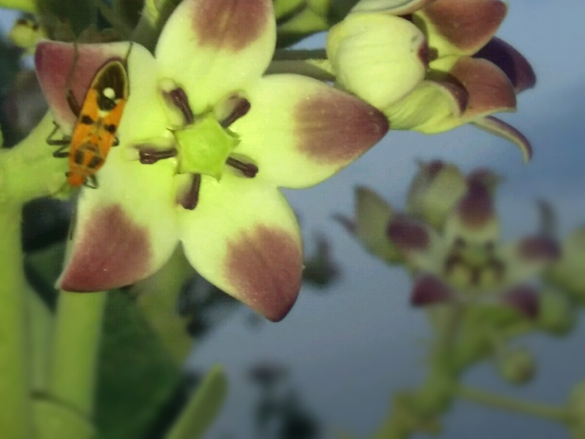 YEALOW and BLACK colour insects on the "Apon Pata" Flowers.
