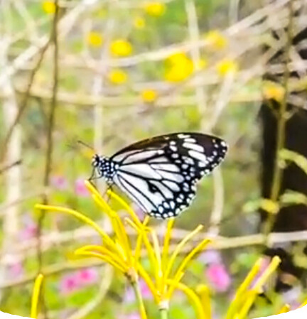 Filipino Myths:About Butterfly