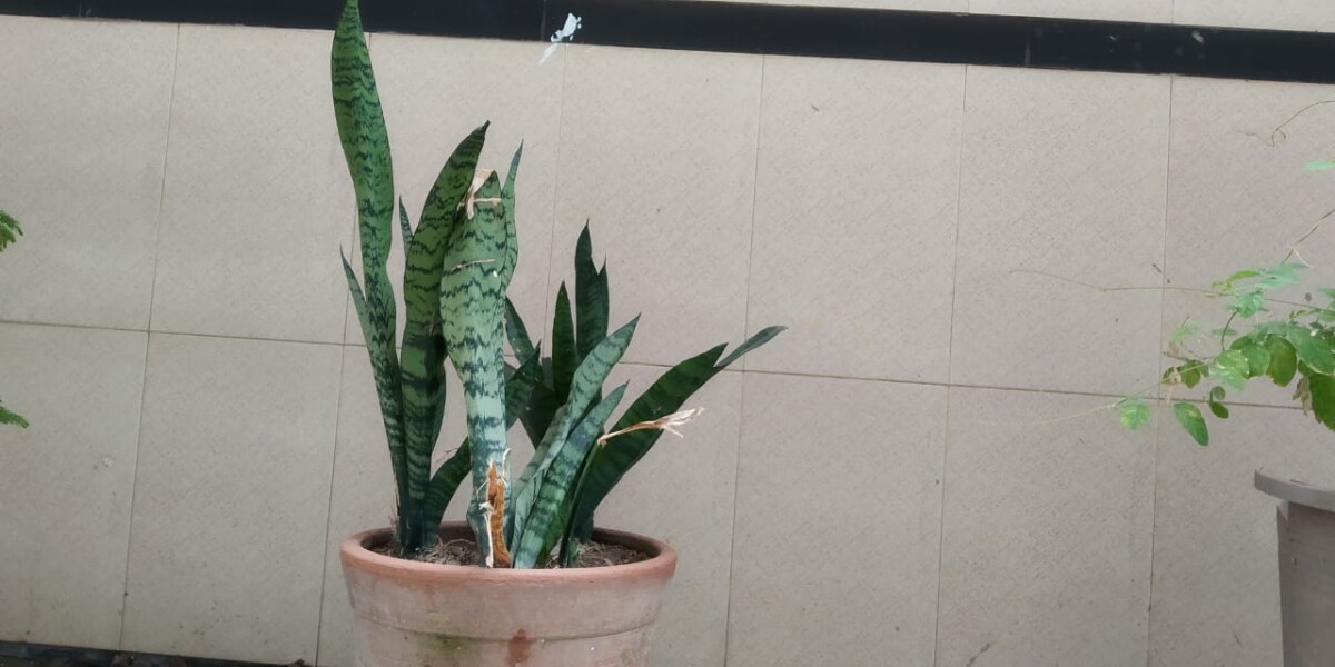 Some PATA BAHAR photography of my self