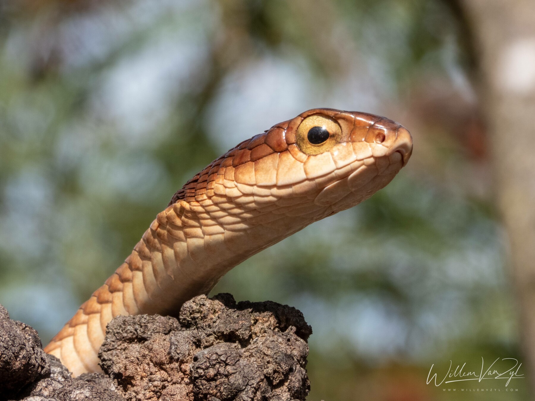 Female Boomslang (Dispholidus typus)