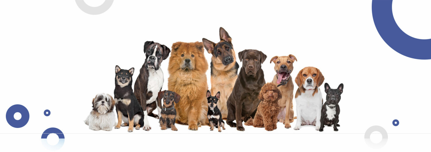 Dog data- The best blockchain to take care of the dogs you love