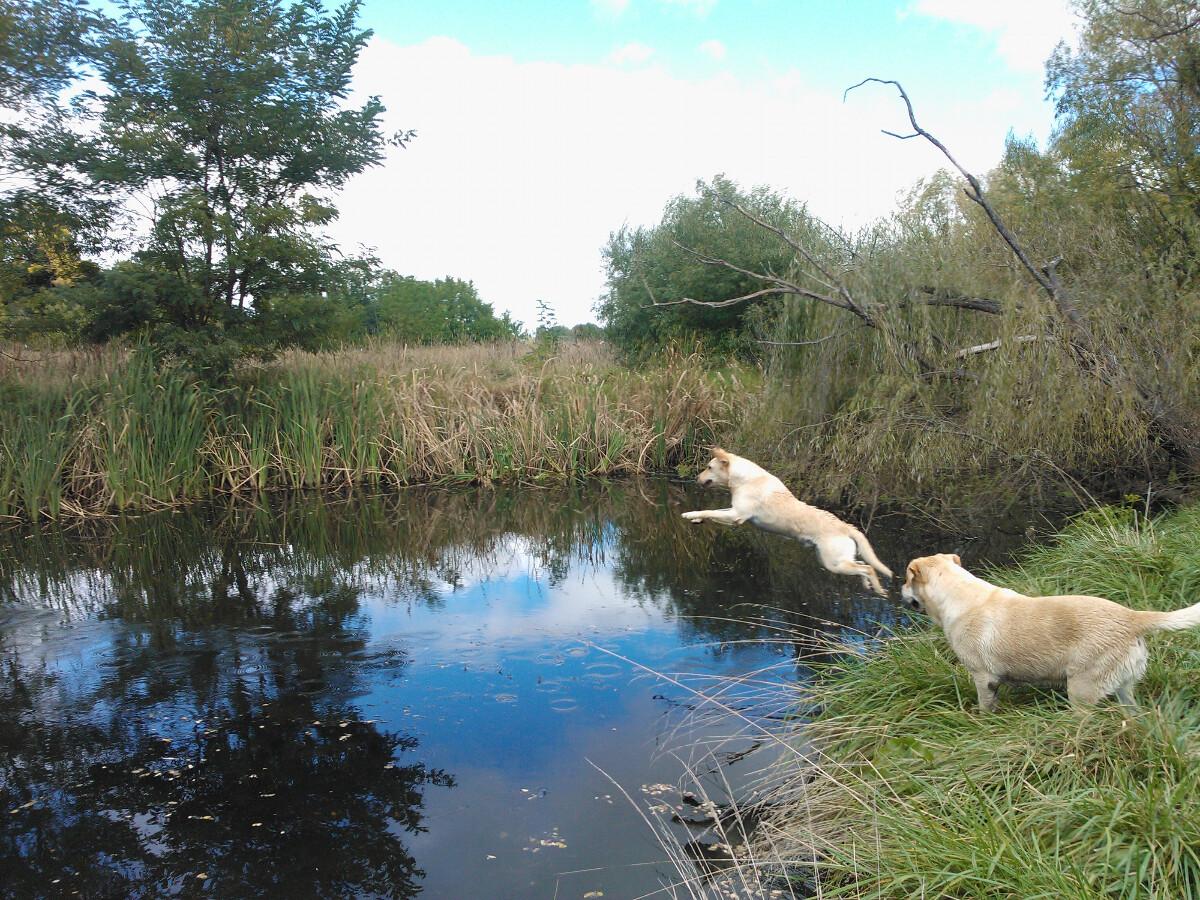 Labrador Flying Dog