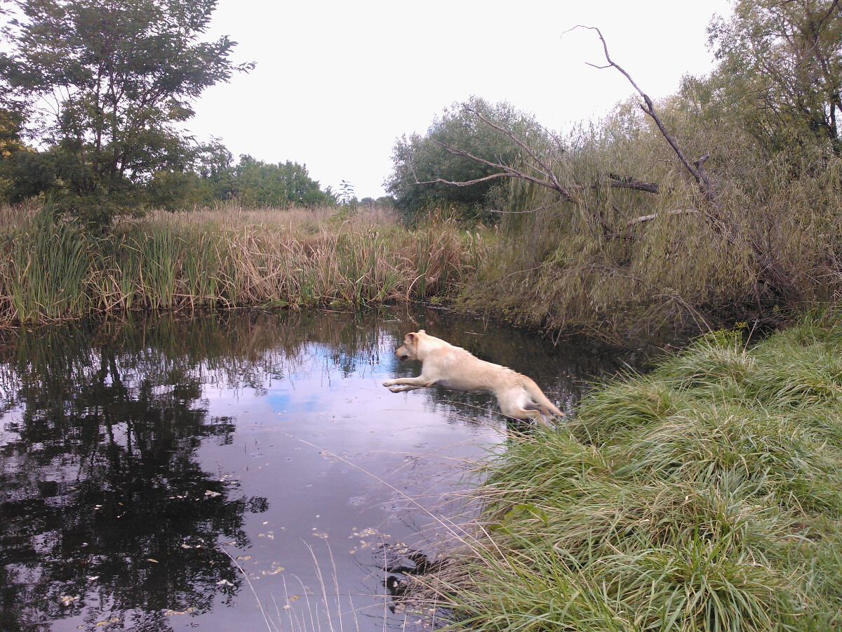 Labrador Flying Dog