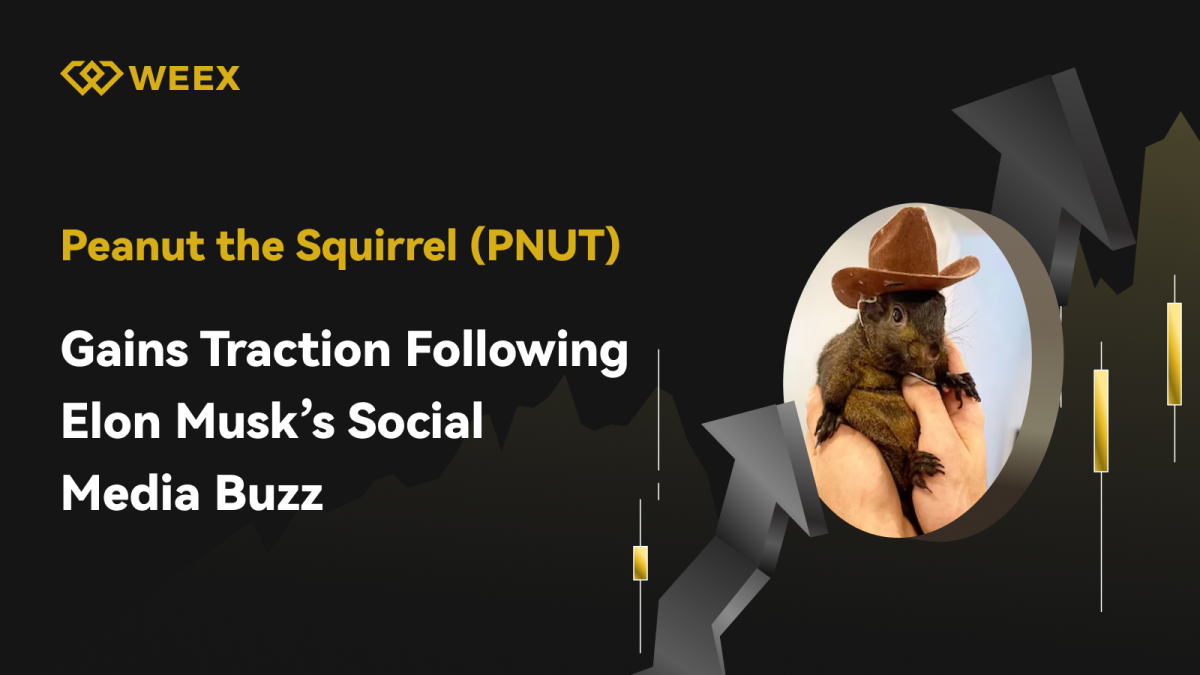 Peanut the Squirrel (PNUT) Gains Traction Following Elon Musk's Social Media Buzz