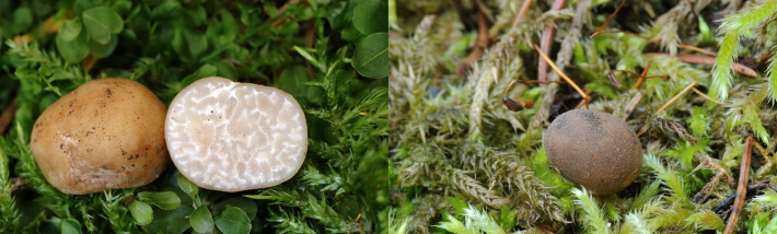 Mushrooms occurring in Europe - Tuber rufum