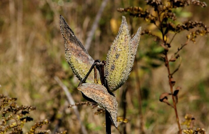 A Good Plant for A Butterfly Garden and Monarch Butterflies