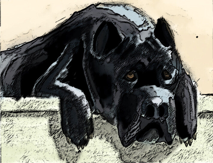 My artwork - Cane Corso.