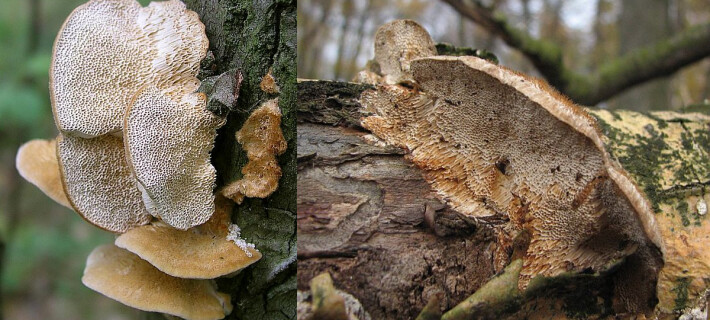 Mushrooms occurring in Europe - Funalia trogii