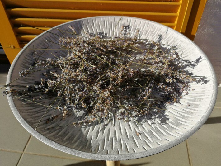 THE HEALING PROPERTIES OF LAVENDER (Lavandula spica)