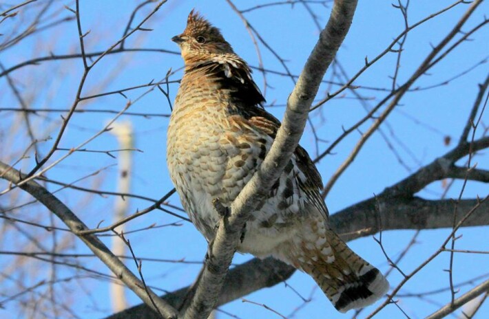 Pennsylvania State Bird, the Ruffed Grouse (Bonasa umbellus)