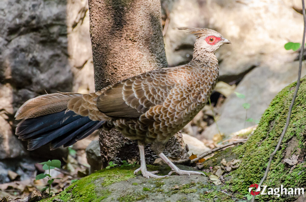 Kalij Pheasant - Birding / Wildlife