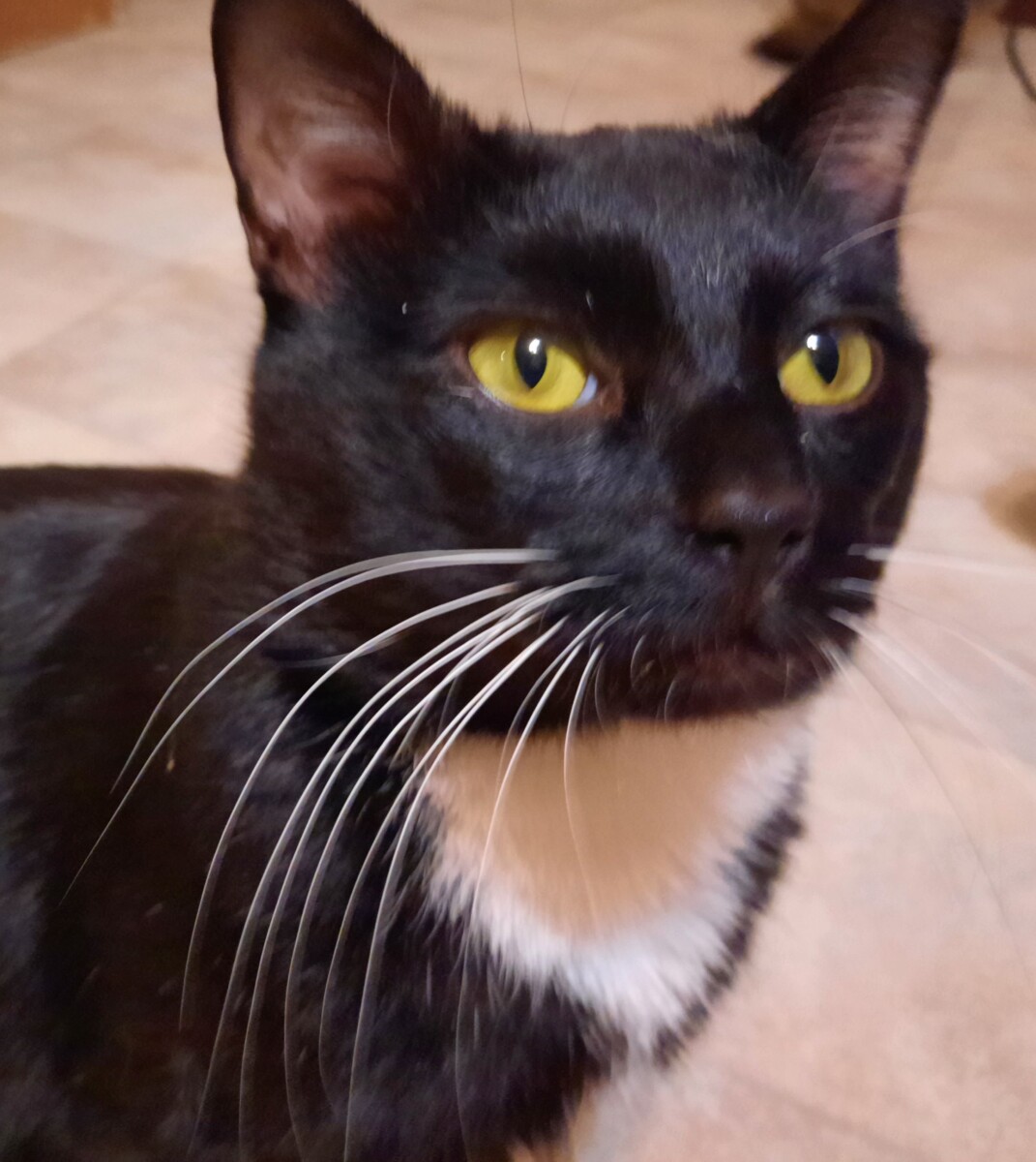 CATS Token Review - Clawing it's Way to Blockchain Success