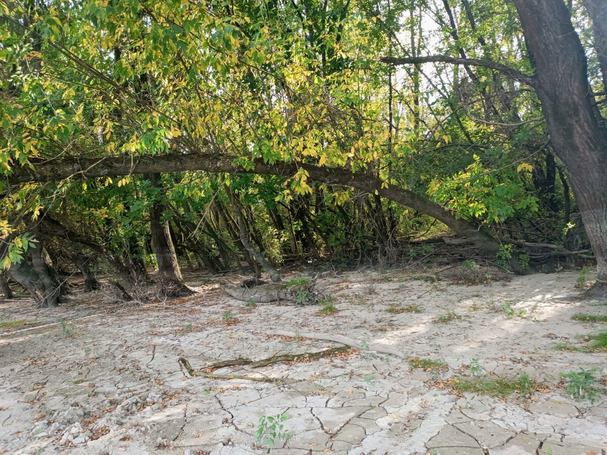 Liberty Island in Liberland!