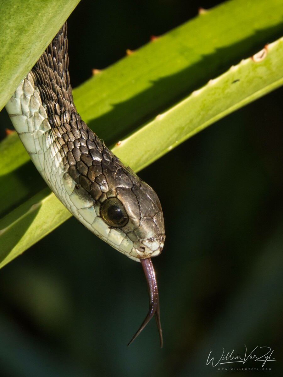 Boomslang (Dispholidus typus)