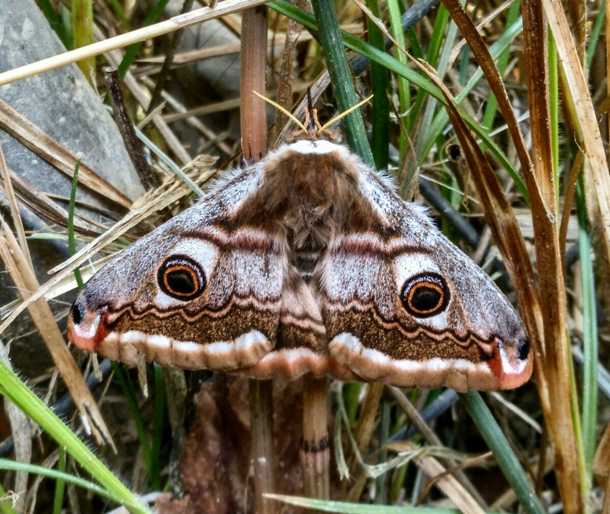 The (fake) eyes of the supermariomushroomlike butterfly