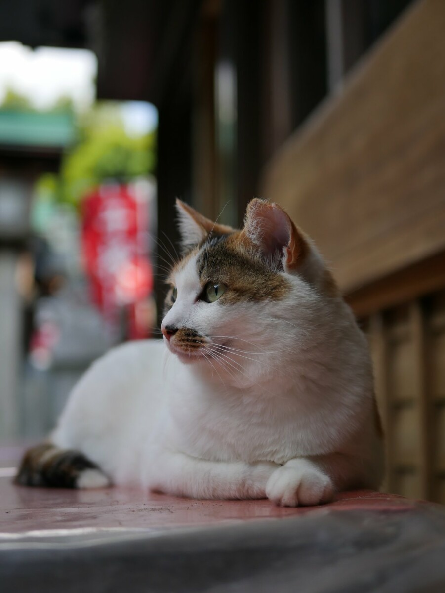 Cats from Fushimi Inari