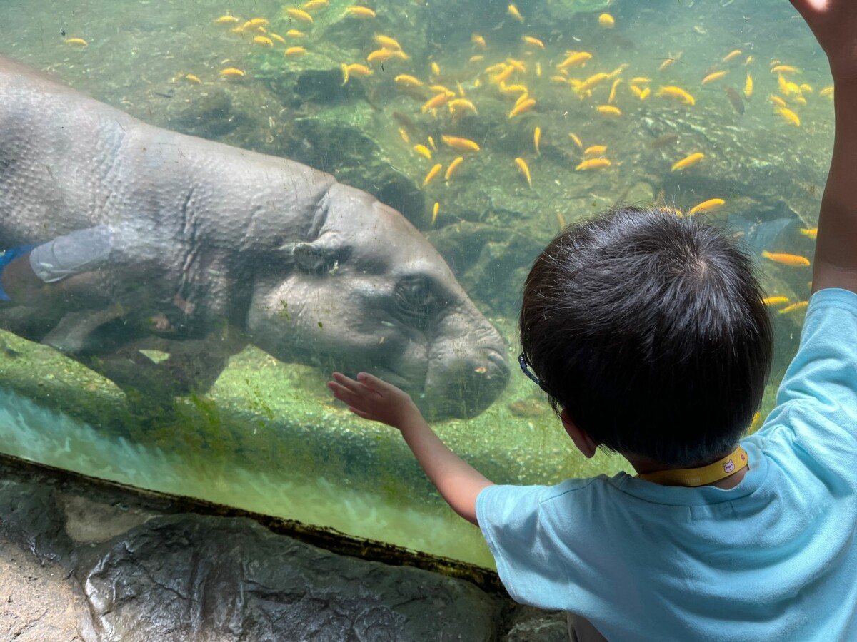 My first children’s book: Happy the Hippo