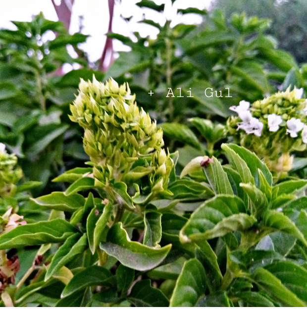 An aromatic and beautiful flowery plant | Nazboo