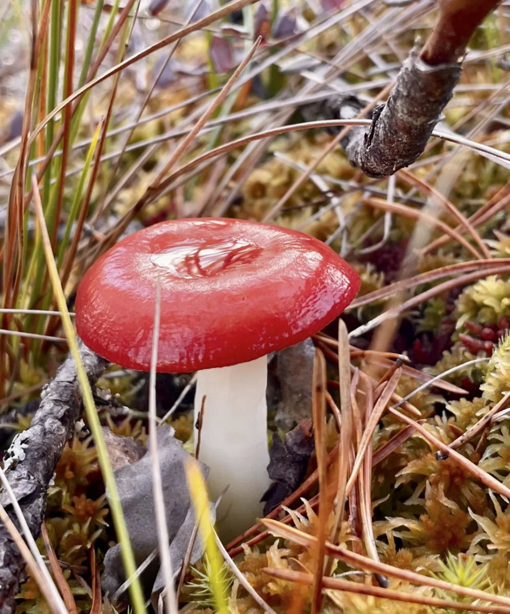 Mushrooms in a swamp
