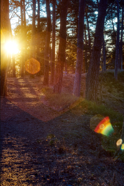 The setting sun in the forest in HDR